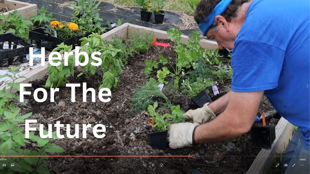 Herb Planting #herbs #farm - YouTube