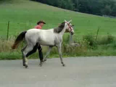 "Roxie" Rose Grey Yearling Walking Horse Filly - YouTube