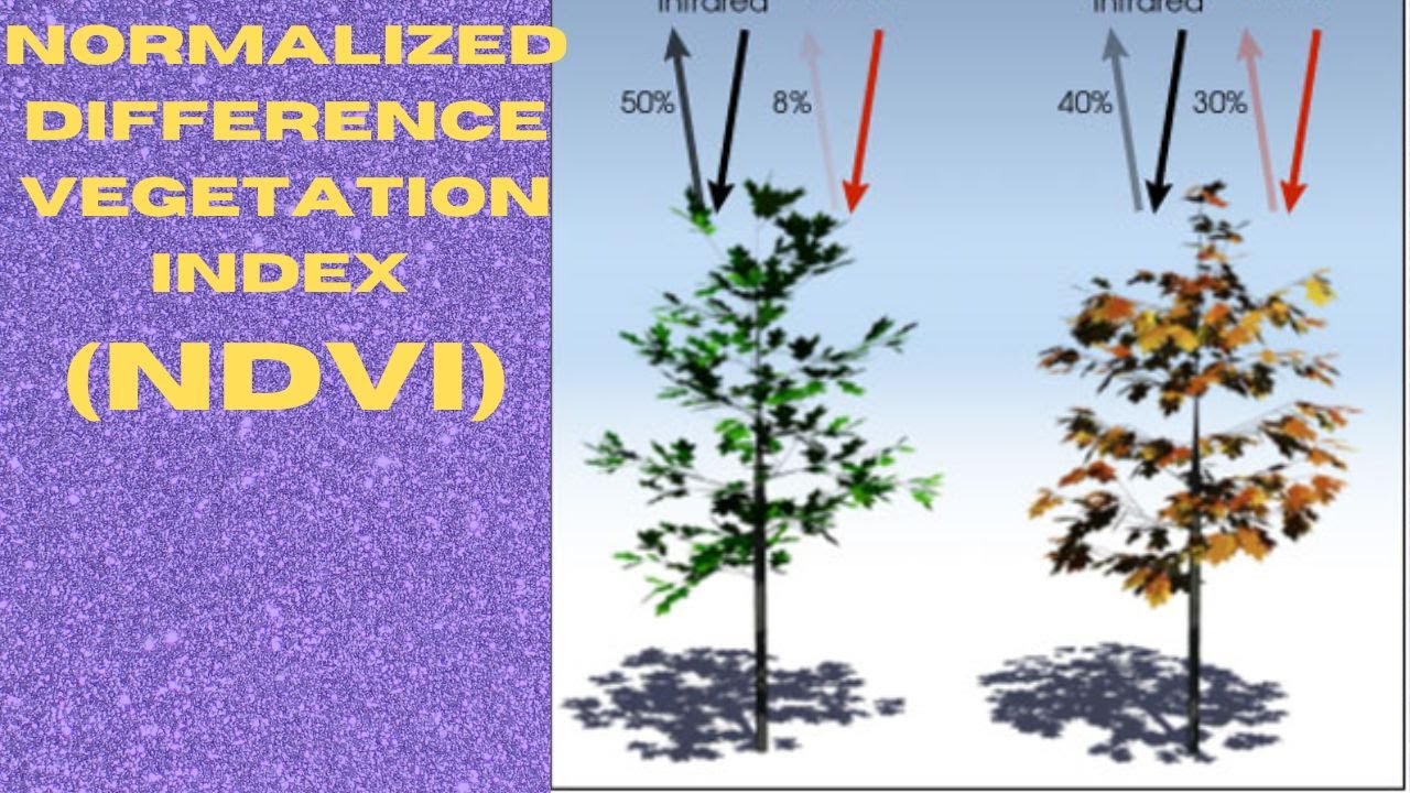 How to calculate normalized difference vegetation index in ArcMap - YouTube
