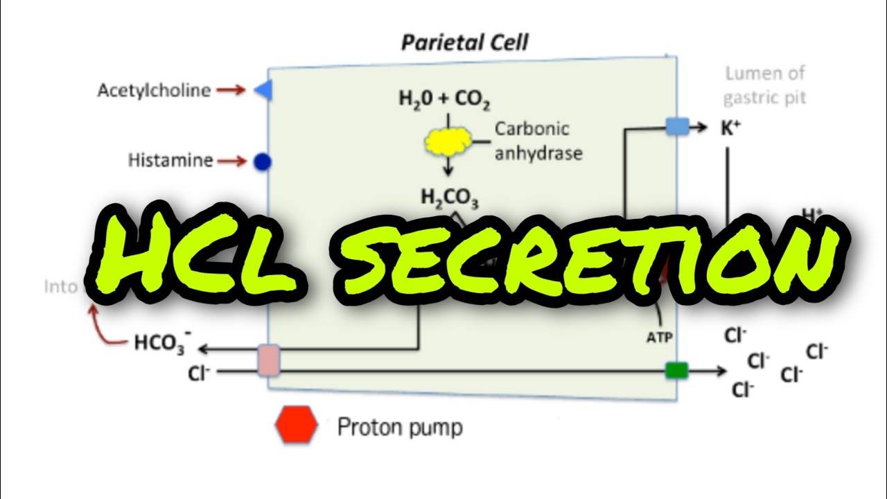 Mechanism of secretion of HCl, Alkaline tide - YouTube