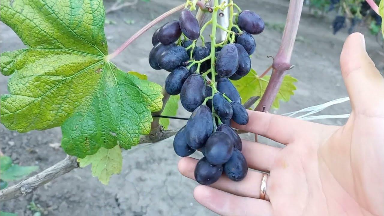 Виноград Каталония 2021 - YouTube