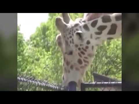 Giraffe Sucks On A Pole - YouTube
