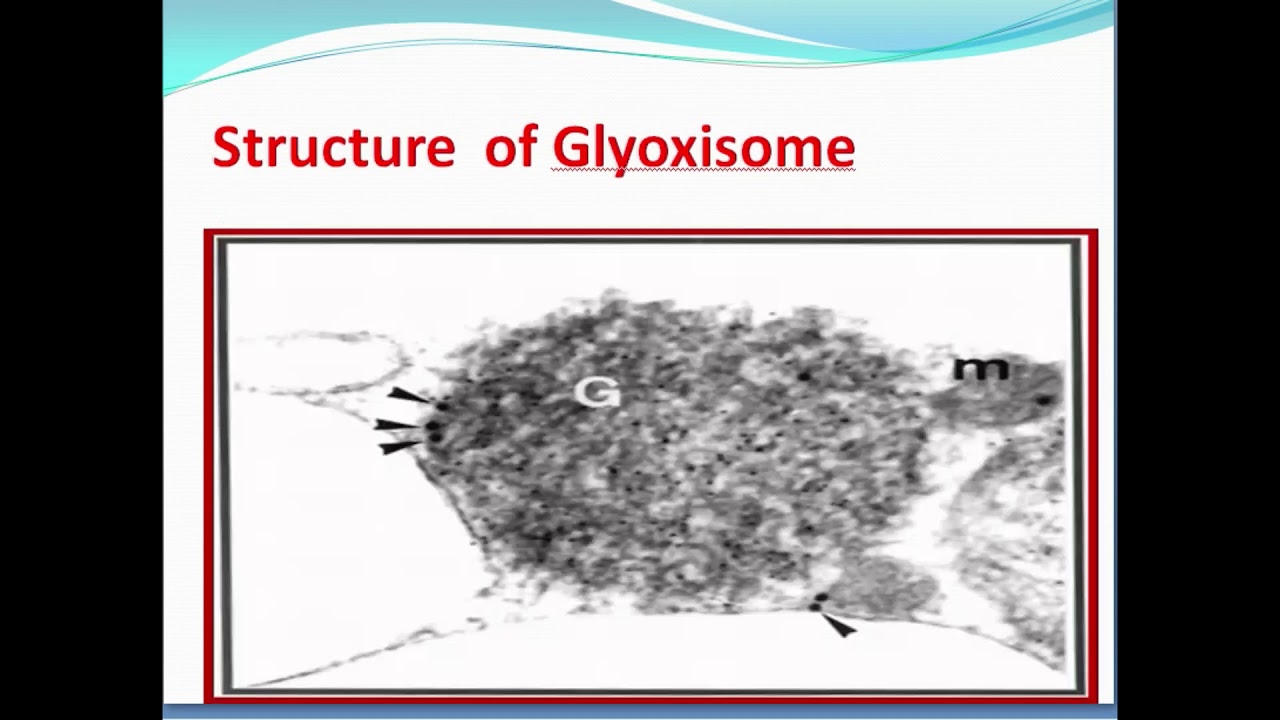 Glyoxisome( Fsc) part1 Chapter 4 - YouTube