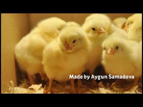 ''Jujalarim'' Interesting facts about the song (Aygün Kazımova ''Cücelerim'')