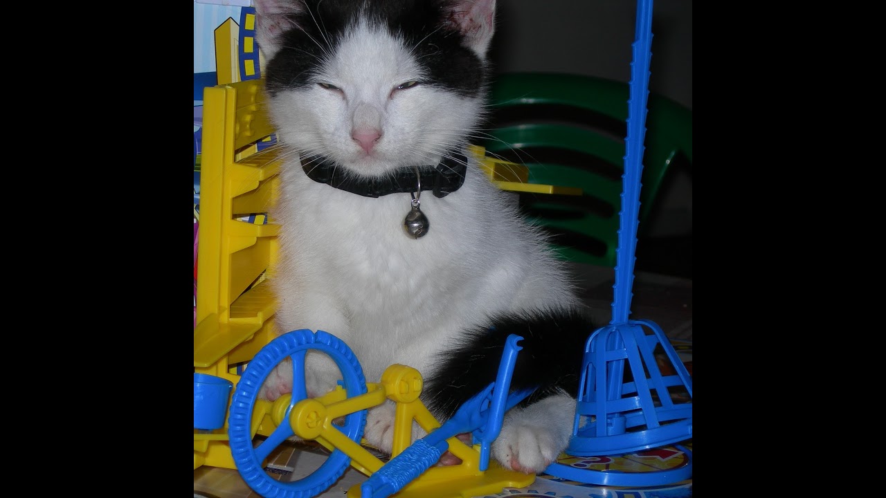 Eoin O'Flaherty Live Stream - YouTube