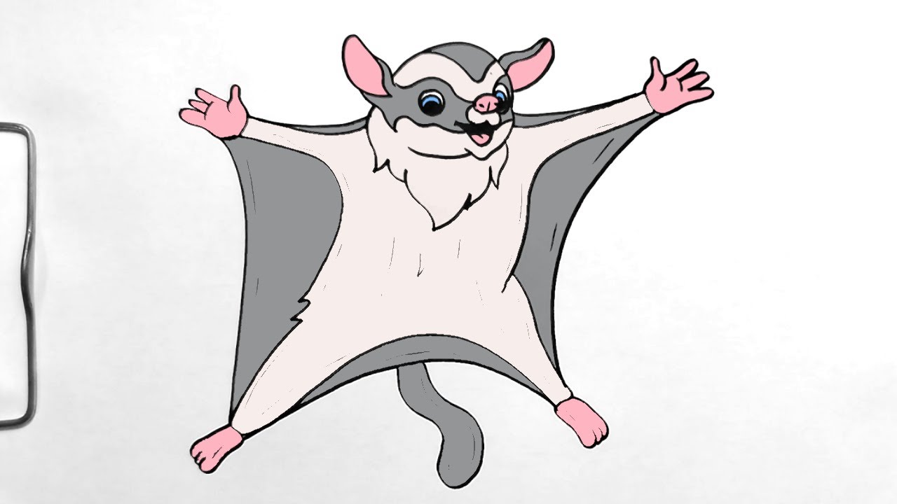 How to Draw CARTOON SUGAR GLIDER - YouTube