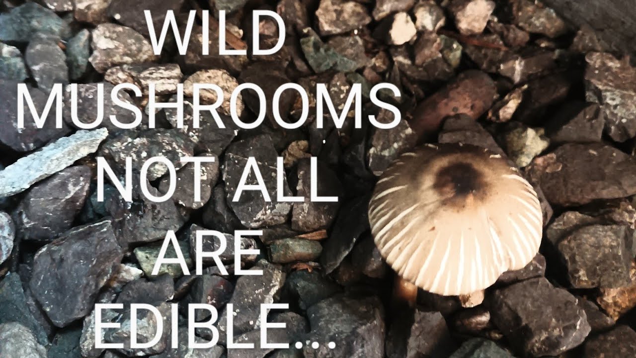 POISONOUS MUSHROOM...Do Not Eat... - YouTube
