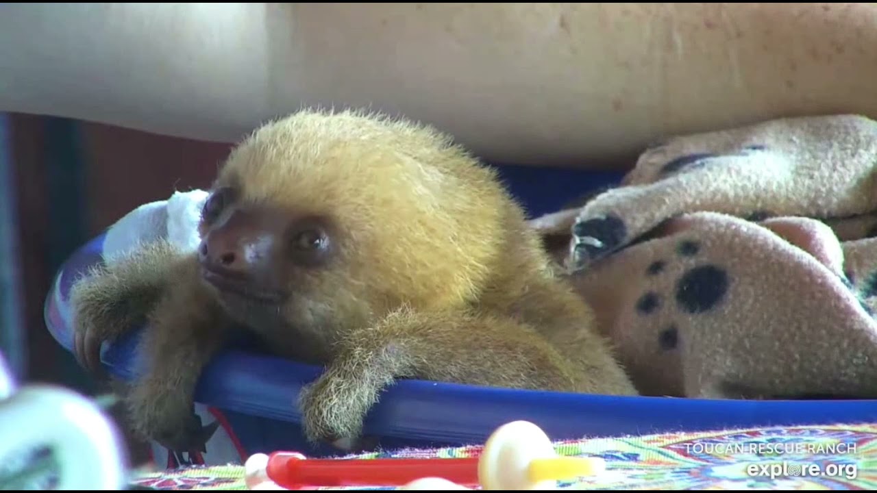 2021 11 24 Sloth TV Explore.org & TRR - YouTube