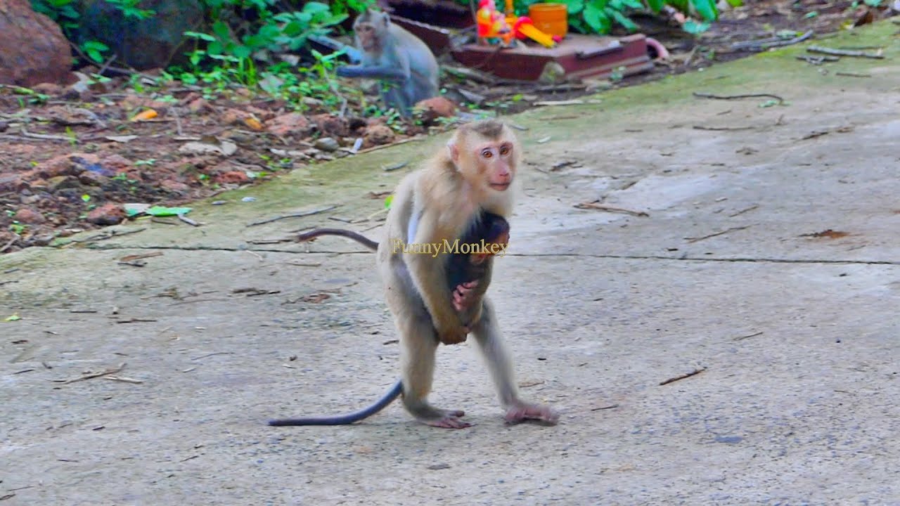 OMG..! sad SARAH monkey isn't taking care of her baby SAM. - YouTube