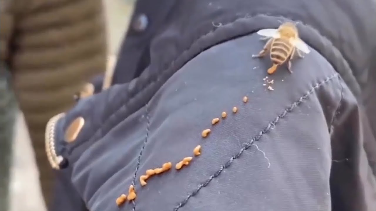Have You Ever Seen Bee BooBoo? 🐝 💩 - YouTube