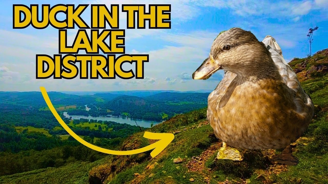 We Took Our Pet Duck to the Lake District! (Part 2) - YouTube