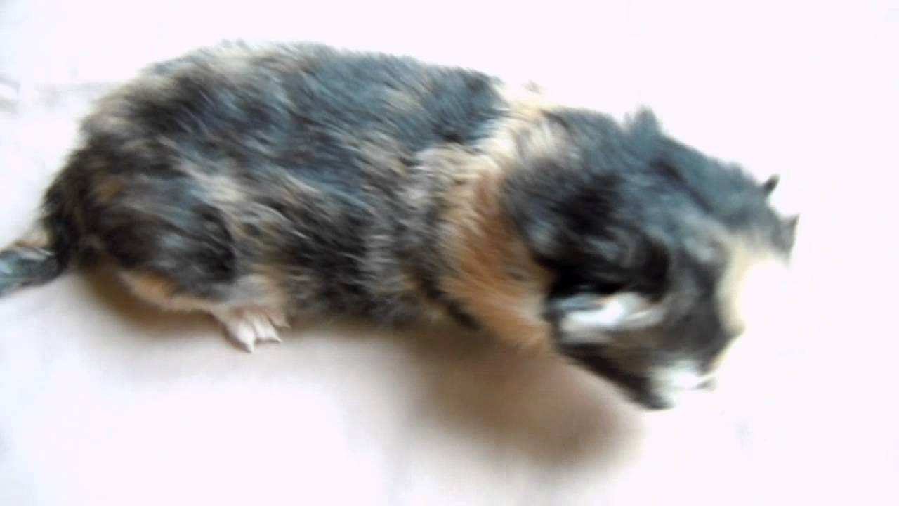 BABY WEGIE CAT - YouTube