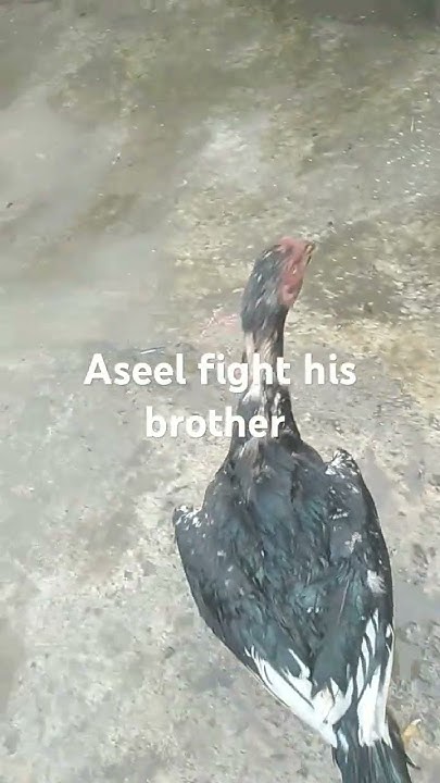 Aseel fight - YouTube