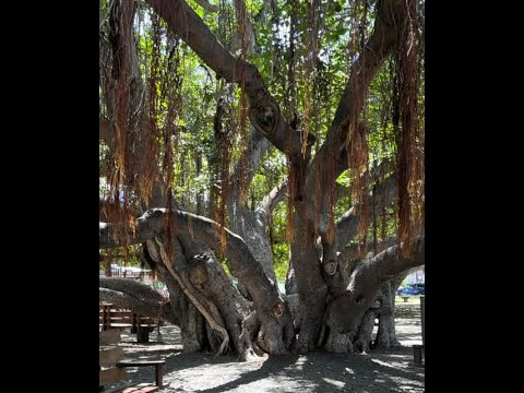 The Tree that Walks: Root Lessons (The Banyan Tree) - YouTube