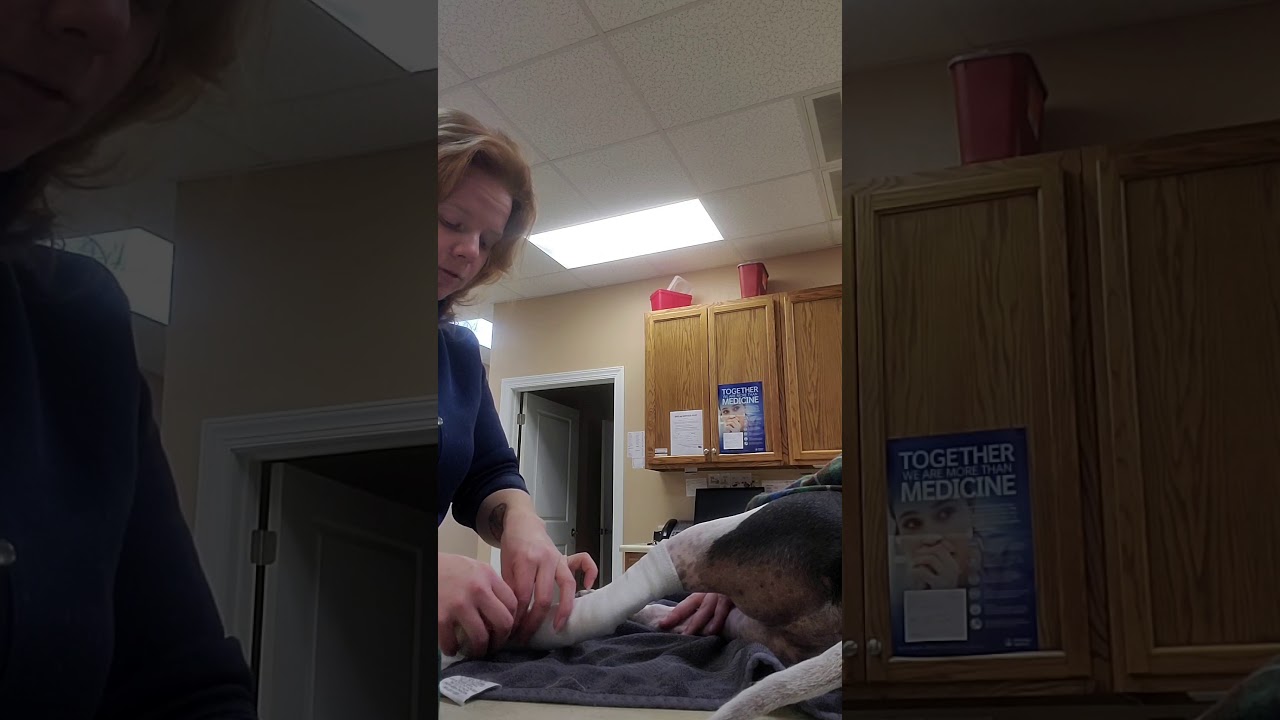Penn Foster College Veterinary Technician Program Skill #14 - YouTube