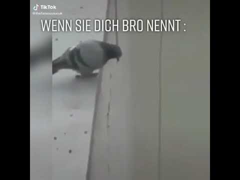 Wenn sie dich Bro nennt. Taube begeht selbstmord meme - YouTube