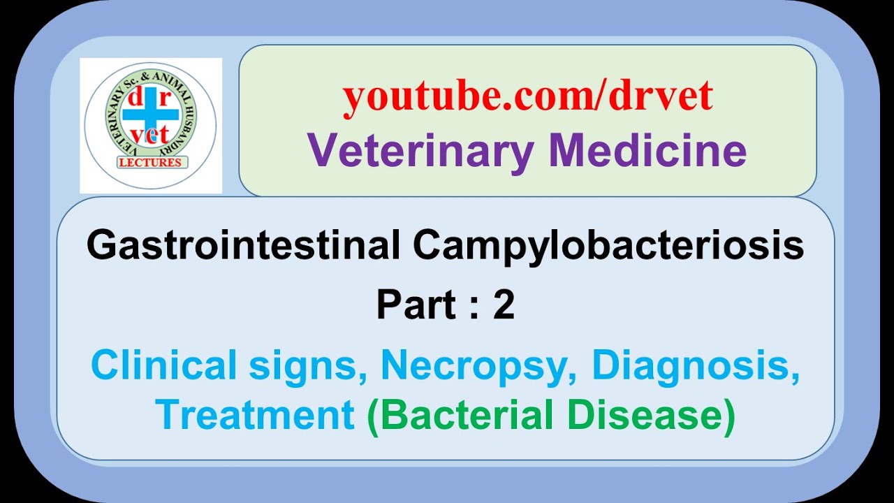 Gastrointestinal campylobacteriosis Part 2 : clinical signs, necropsy ...