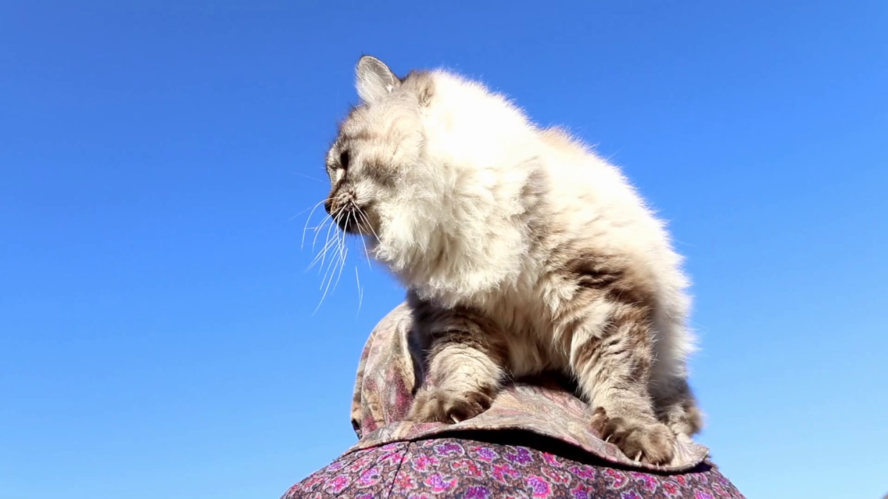 肩乗りのら Shoulder riding cat 170112 - YouTube