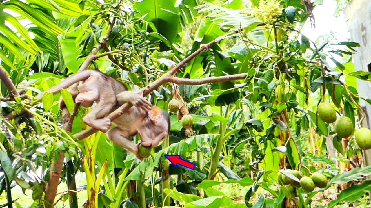 Wow ! Baby Momo tries to grab fruit - because she wants to eat fresh ...