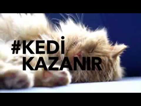 Vestel klima mı kedi mi kazanır reklam filmi