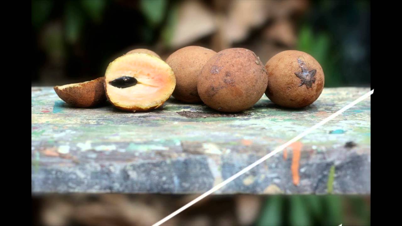 Chickoo and it's benefits - YouTube