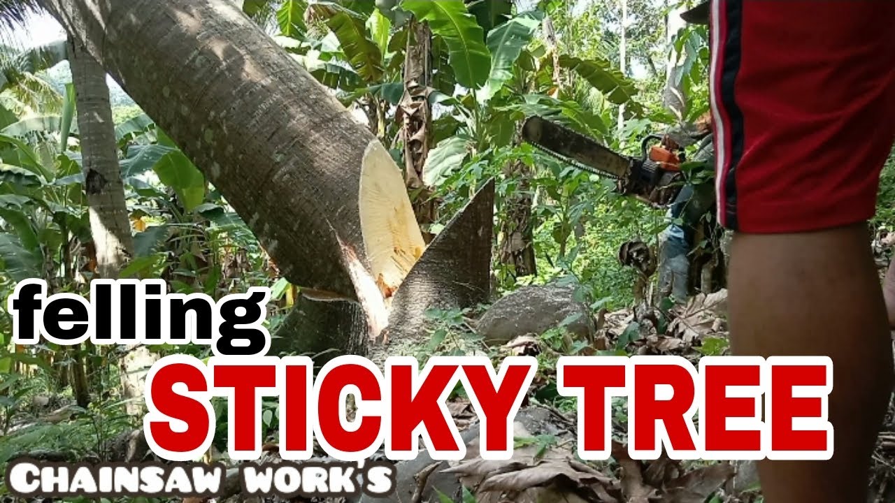 BEST !! STICKY TREE FELLING | STIHL 070 CHAINSAW - YouTube
