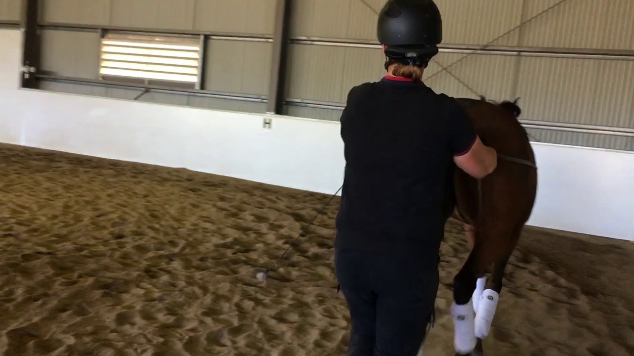 Long reining test mid April 2nd go - YouTube