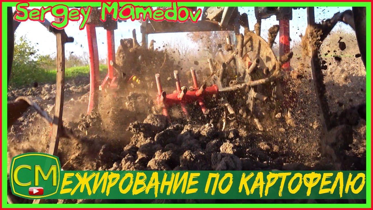 🥔Ежирование картофеля или боронование по картофелю. potato edging or ...