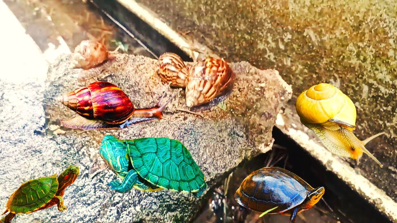 Wowww Asik ....Berburu Keong Bekicot , Kura Kura Dan Cangkang Keong ...