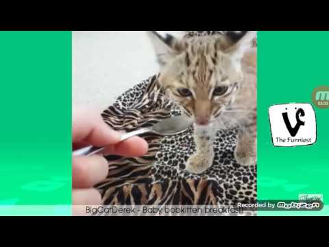 Gulme même challenge yada vuroyus