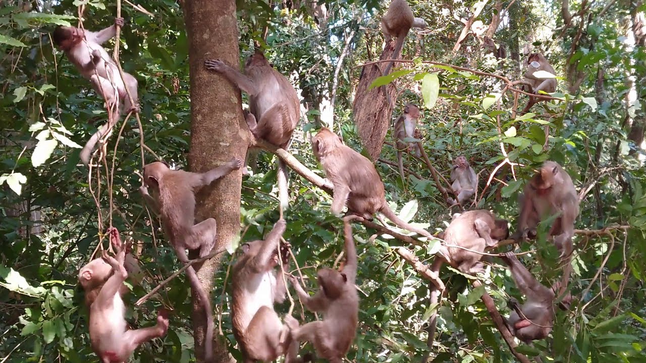 Monkeys Playing Fun Together On The Tree | Best Funny Monkey Playing ...