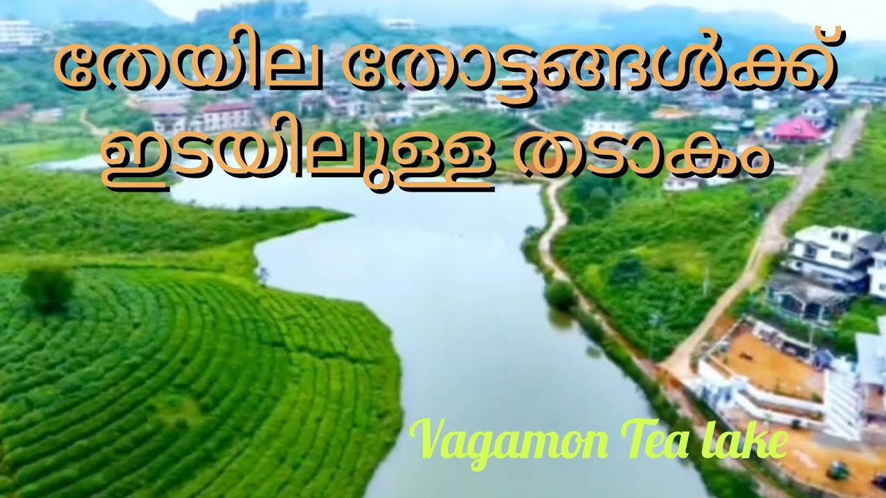തേയിലകൾക്കിടയിലെ തടാകത്തിലൂടെയുള്ള ഒരു യാത്ര അനുഭവം.#Vagamon tea lake # ...