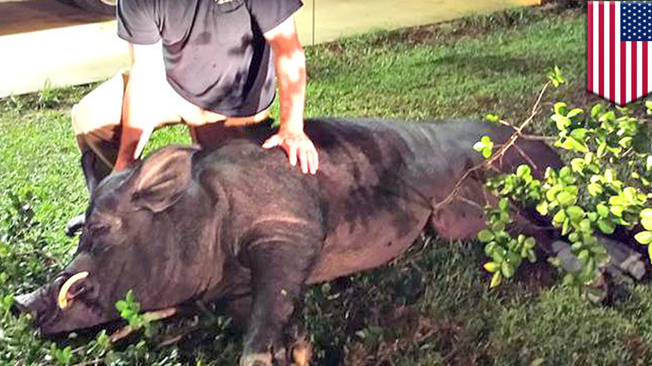 Babi raksasa seberat 372 kg ditemukan di halaman belakang pria ...