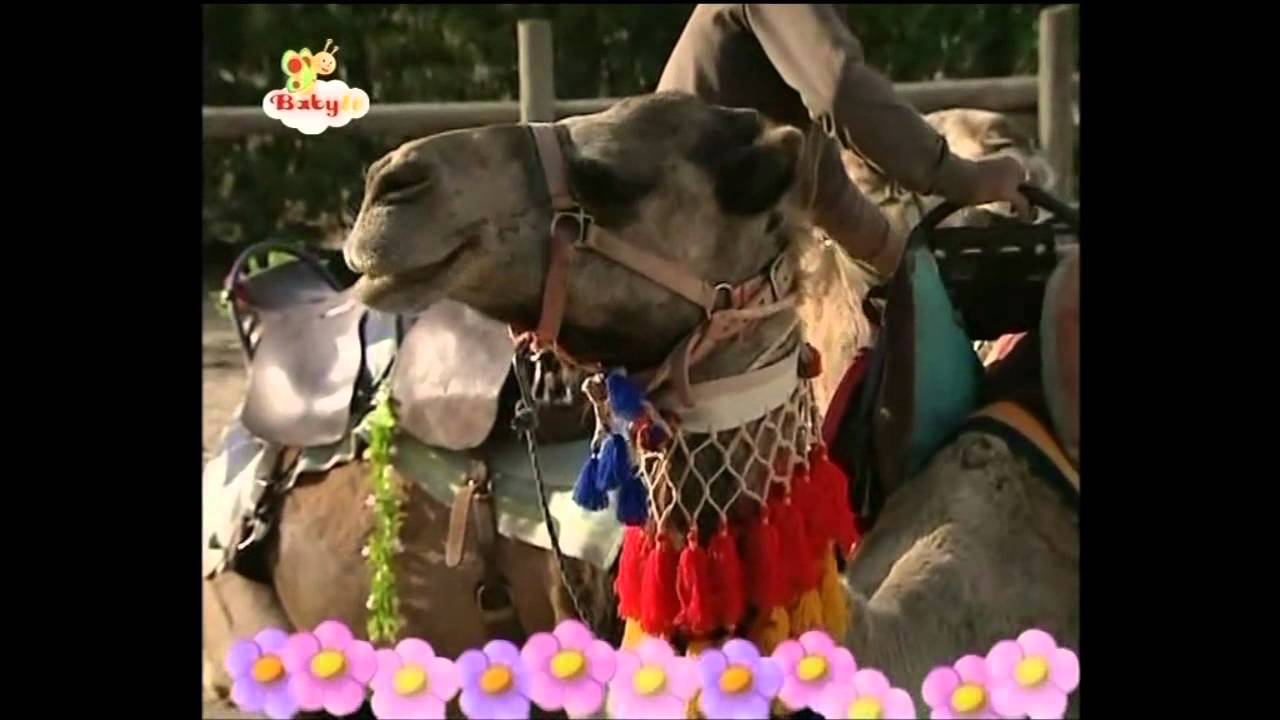BabyTV Baby Farmers - kamelen - YouTube