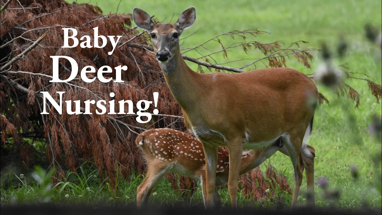 Baby White-tailed Deer NURSING!!! - YouTube