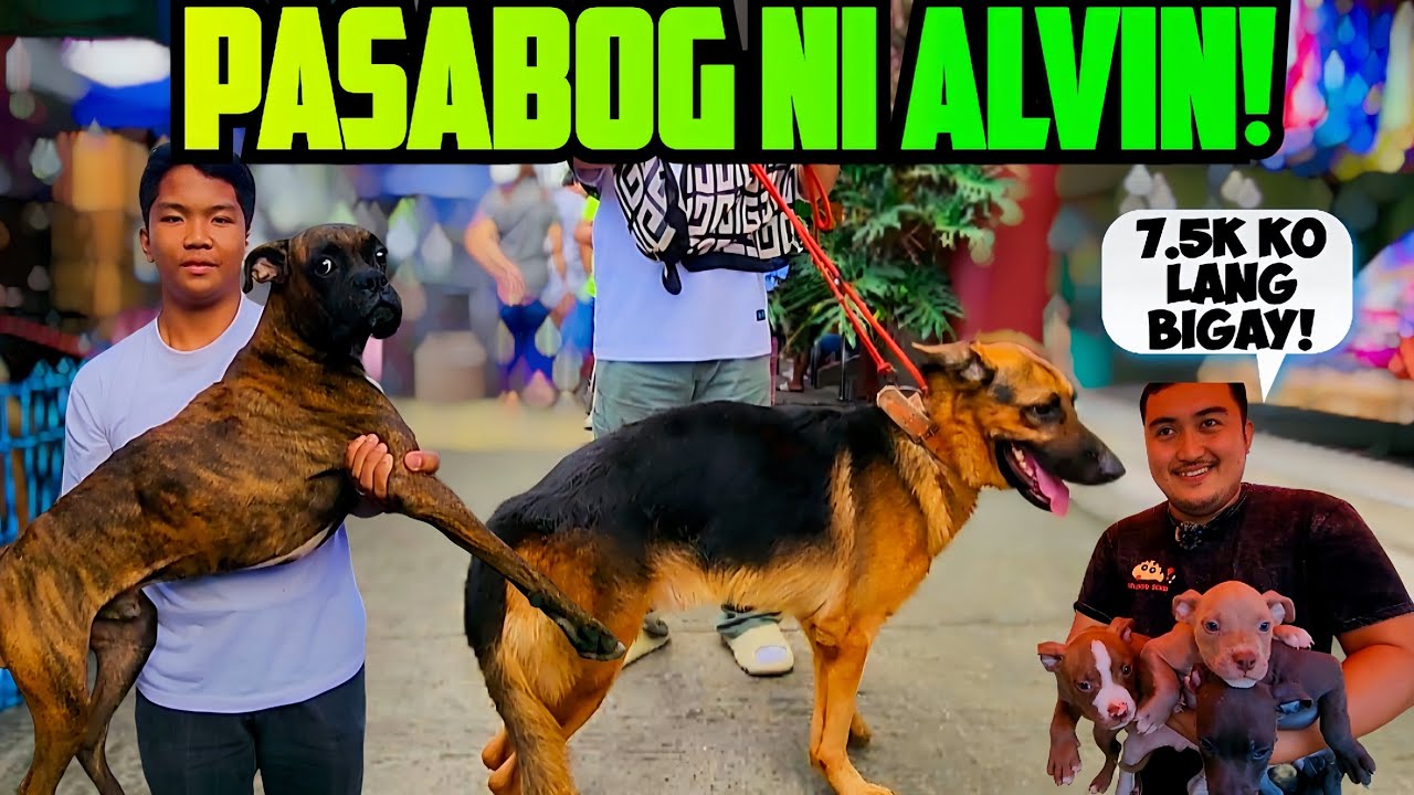 FAST AND POWERFUL DOGS BITBIT NILA! MURANG AMERICAN BULLY MERON SI JHAY ...