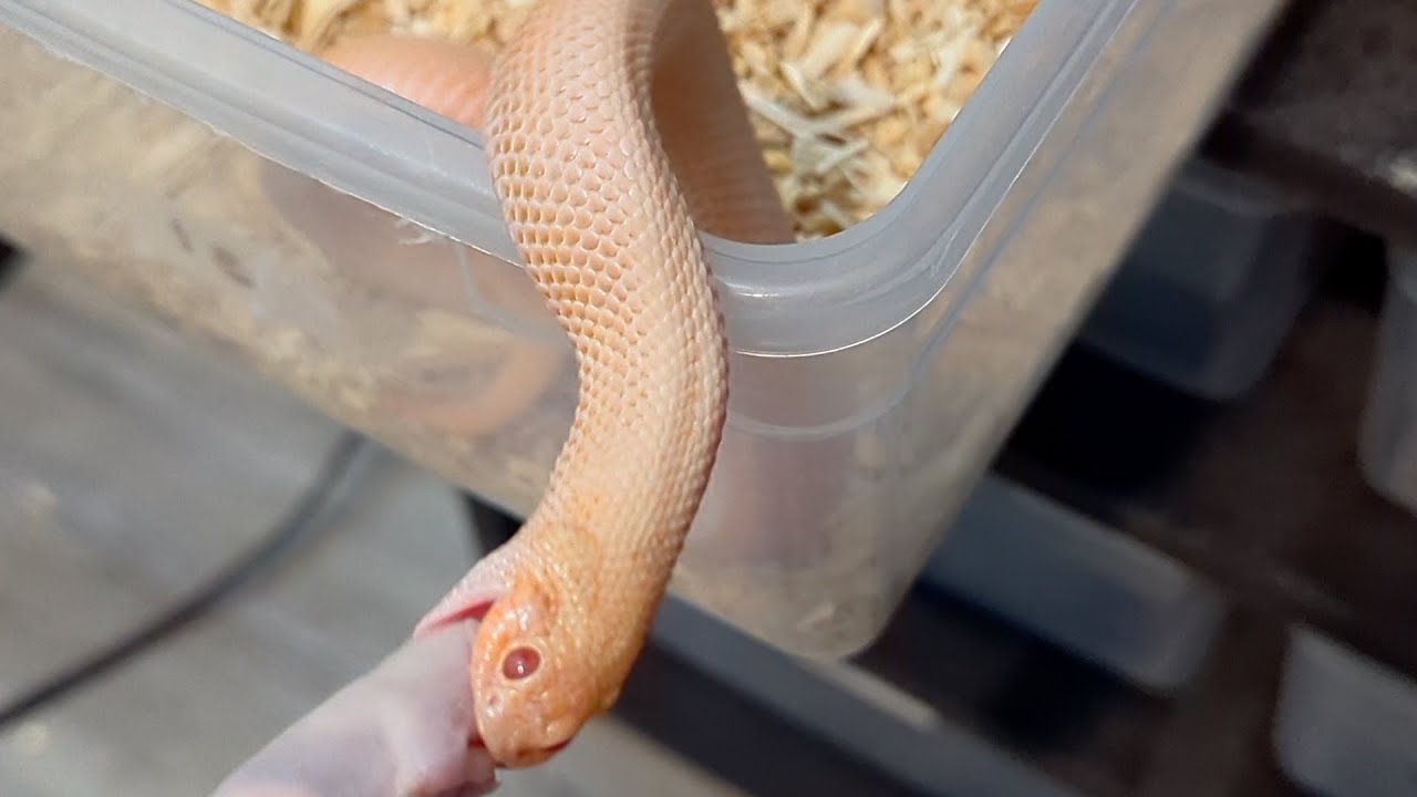 Quick adult and sub-adult hognose feeding - YouTube