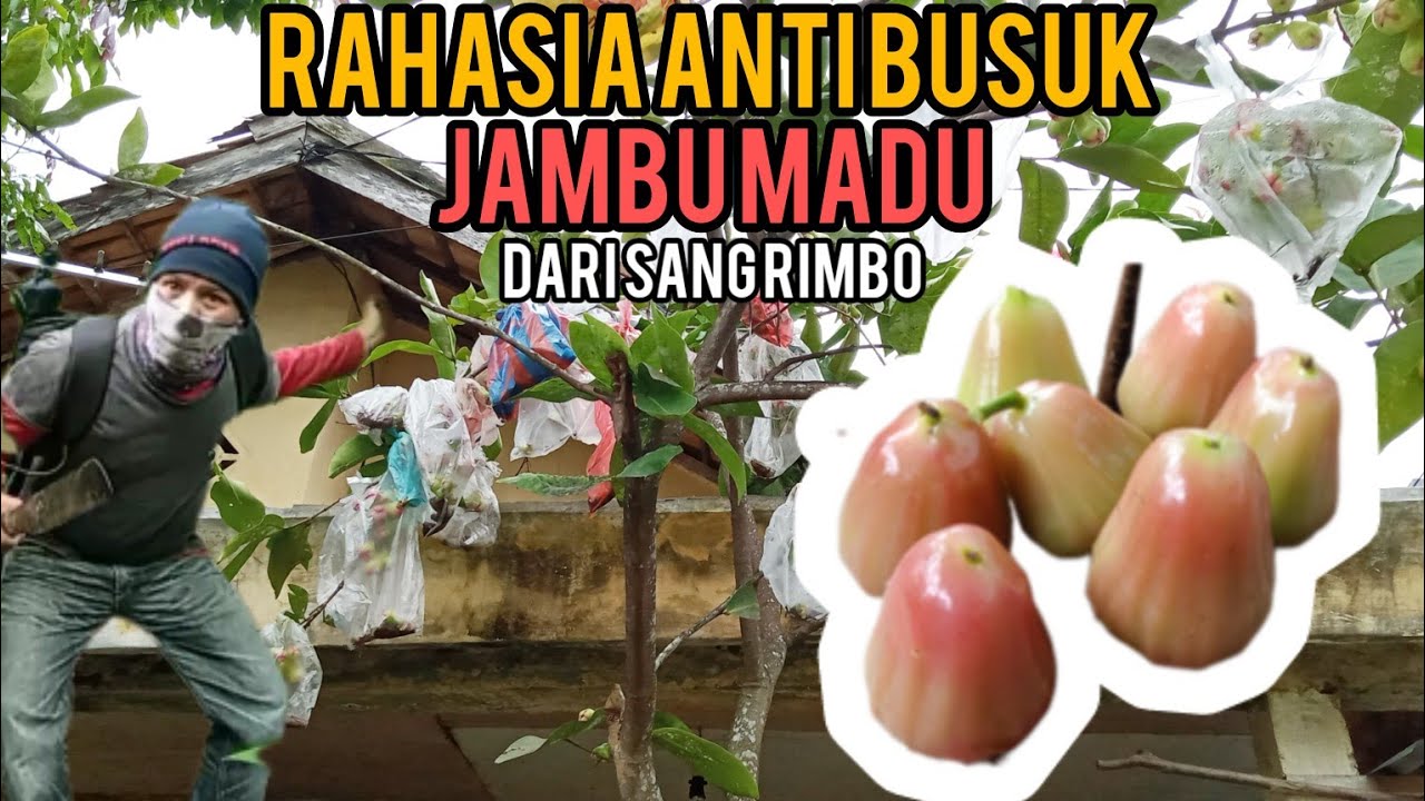 Rahasia Anti Busuk Jambu Madu cukup dengan kantong kresek| Sang Rimbo ...