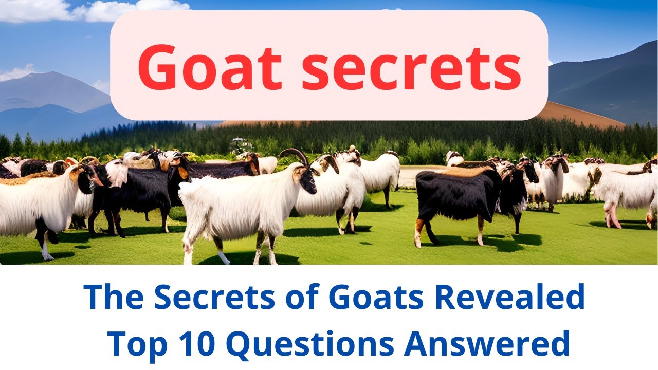 The Secrets of Goats Revealed Top 10 Questions Answered - YouTube