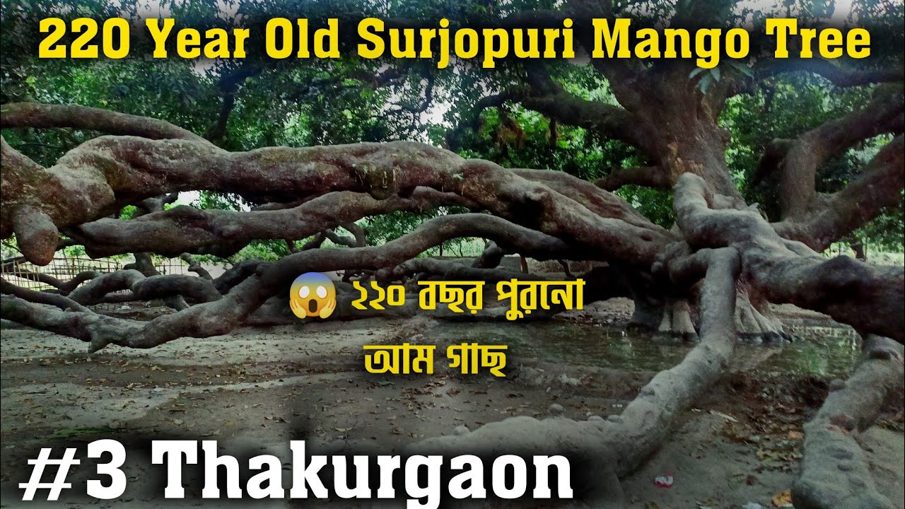 I Found 220 Year Old Surjopuri Mango Tree In Thakurgaon | ২২০ বছর পুরনো ...