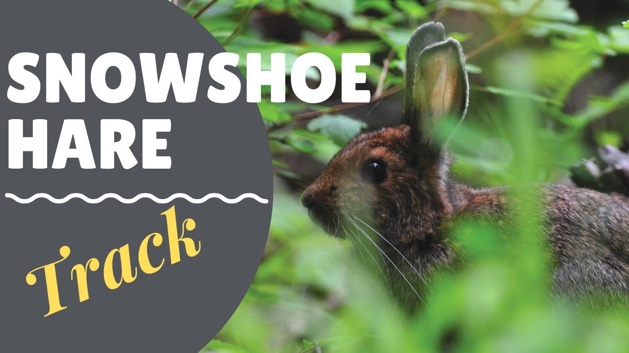 Snowshoe Hare Track | Tracking Wildlife | Video 1 of 2 - YouTube