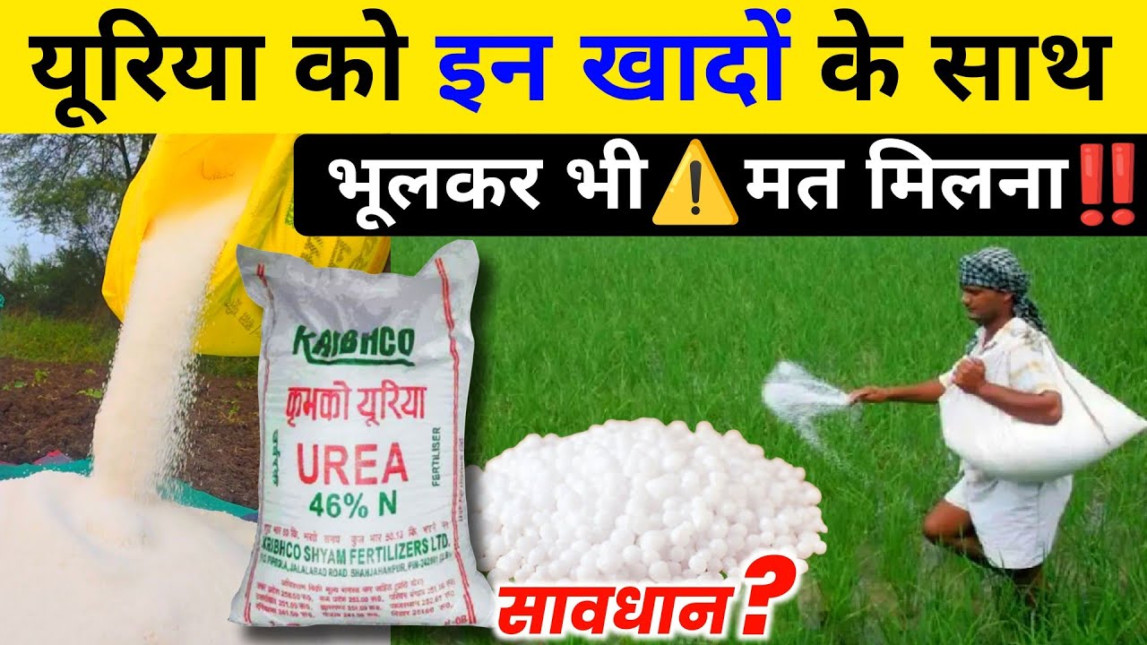 यूरिया को इन खादों के साथ कभी ना मिलाएं | Uriya Fertilizers ...