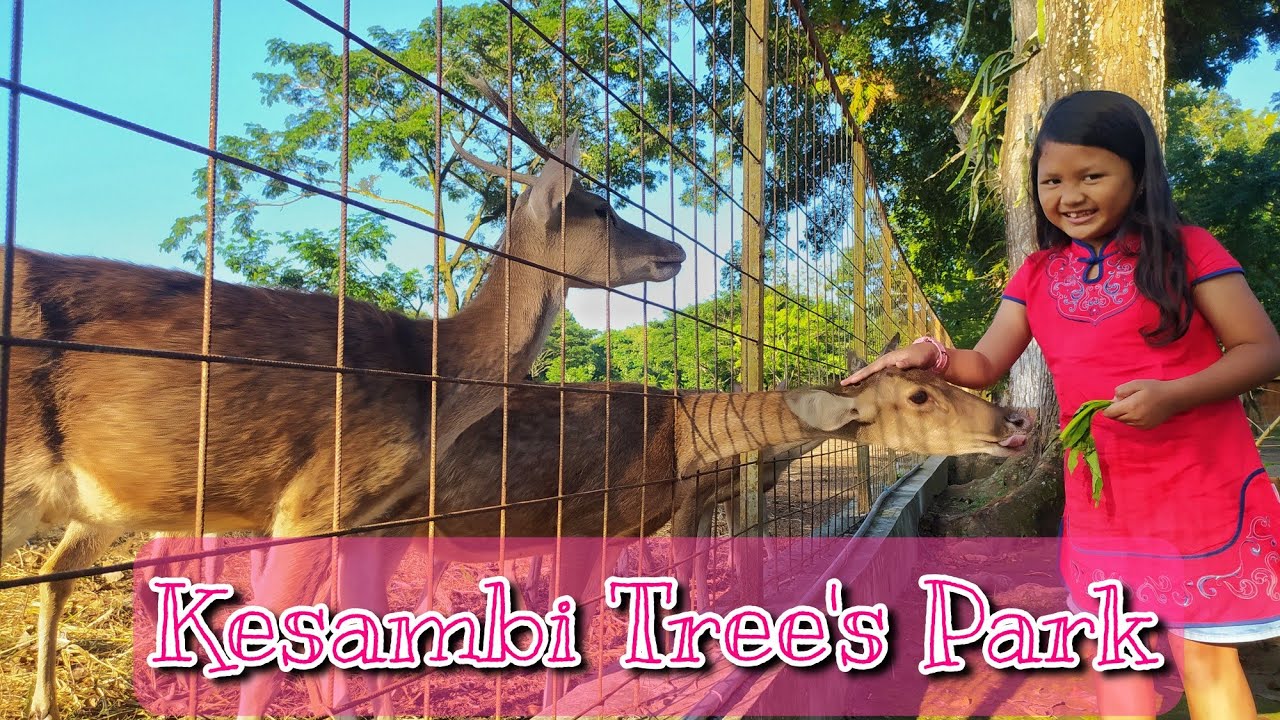 KASIH MAKAN RUSA di KESAMBI TREE'S PARK - BLITAR 🦌 - YouTube
