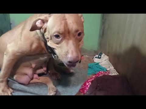 Proses Lahiran Pitbull Hingga anak usia 50hari