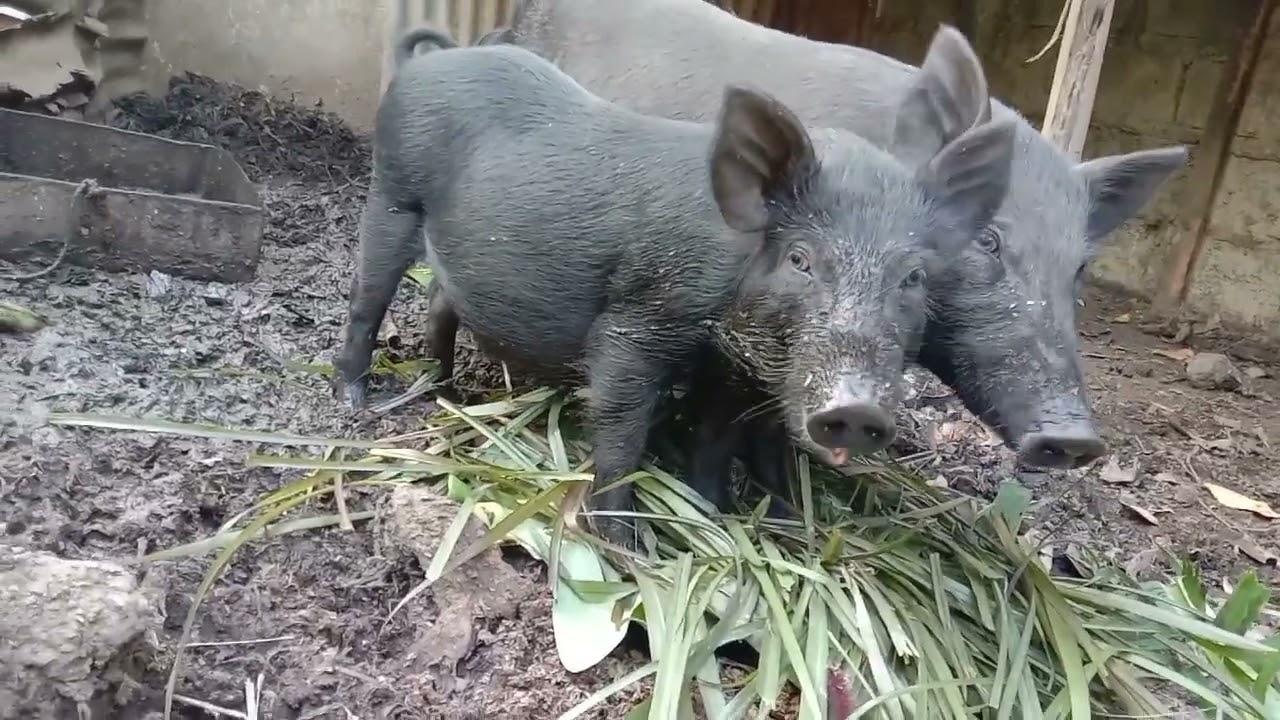 Native Pig farm afternoon routine - YouTube