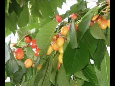 İLHAN ÖZEN'den kiraz bahçesi