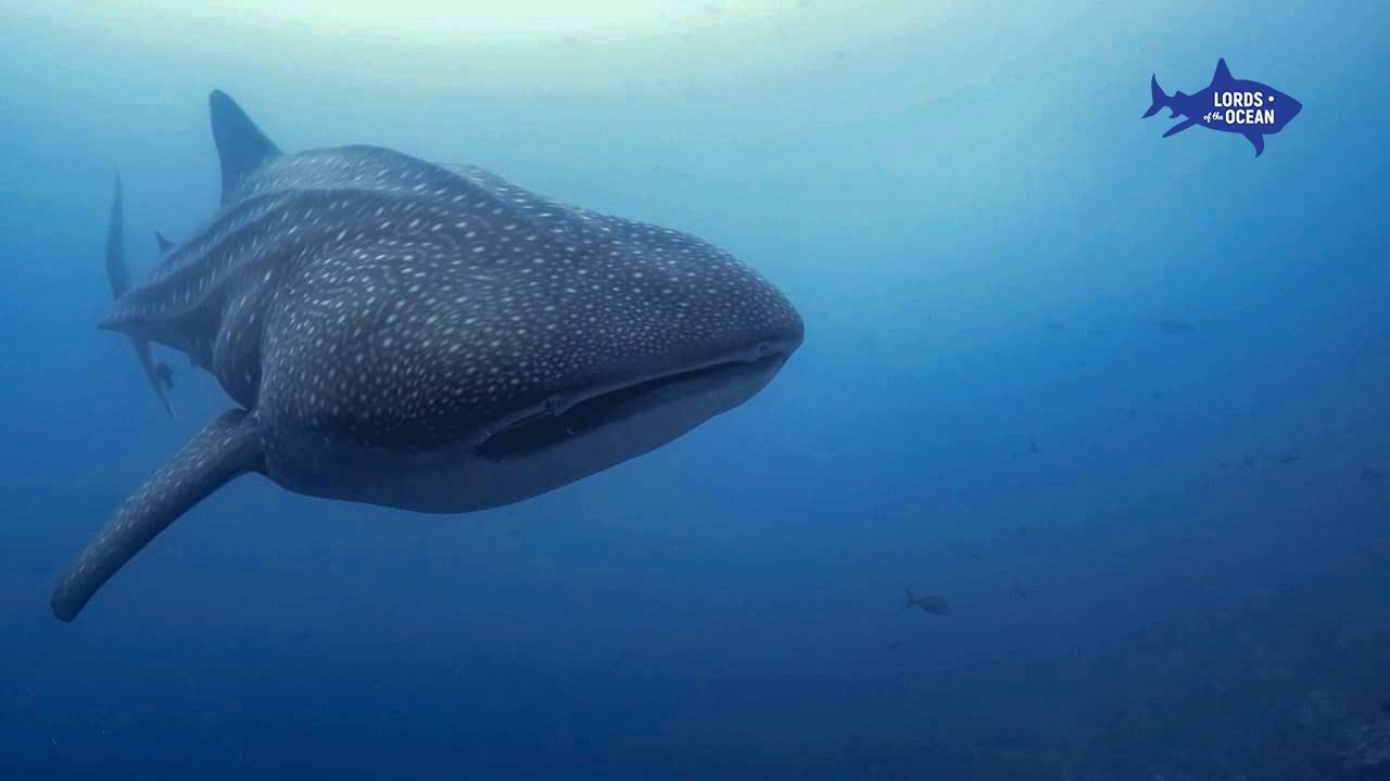 Épisode 7 | Expédition scientifique et plongée dans le sanctuaire de ...