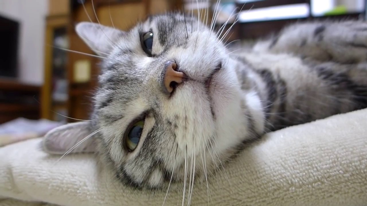 Kent Nielsen, a cat that prepares for sleeping with amanaka clip15 ...