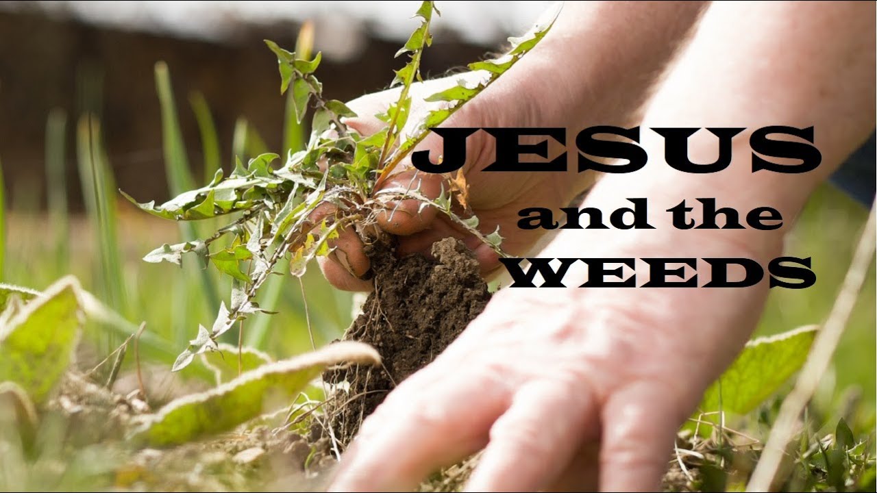Jesus and the Weeds – Moving Closer to Jesus – Christian Devotional ...