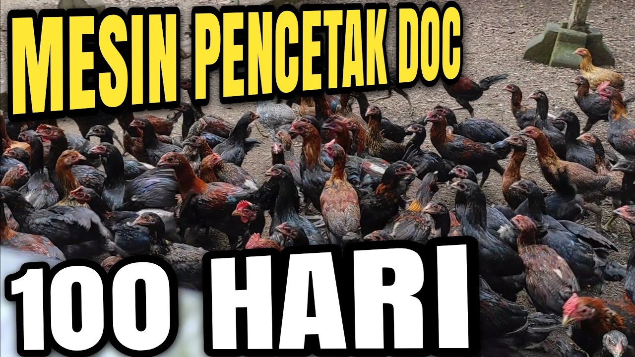 Begini Cara Saya Mempersiapkan Ayam KUB 2 Untuk Dijadikan Indukan. - YouTube